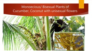 Reproduction in organisms | PPTX | Sexual Conditions | Sexual Health