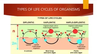 Reproduction in organisms | PPTX