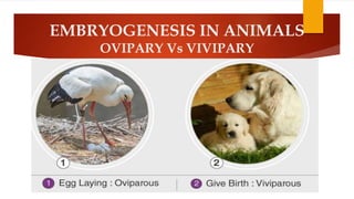 Reproduction in organisms | PPTX