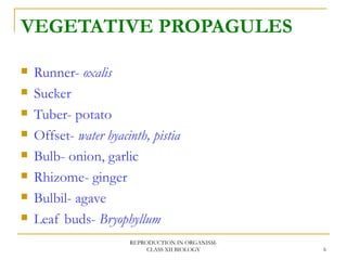 Reproduction In Organisms-CBSE Class XII Biology | PPT