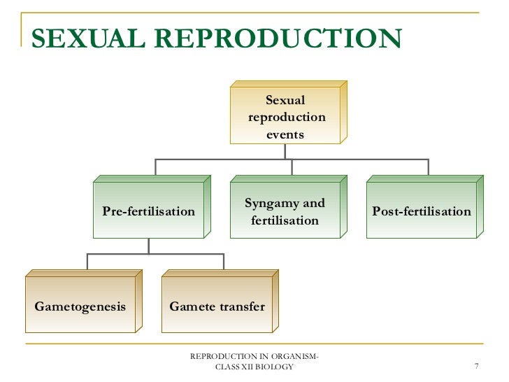 Reproduction In Organisms-CBSE Class XII Biology
