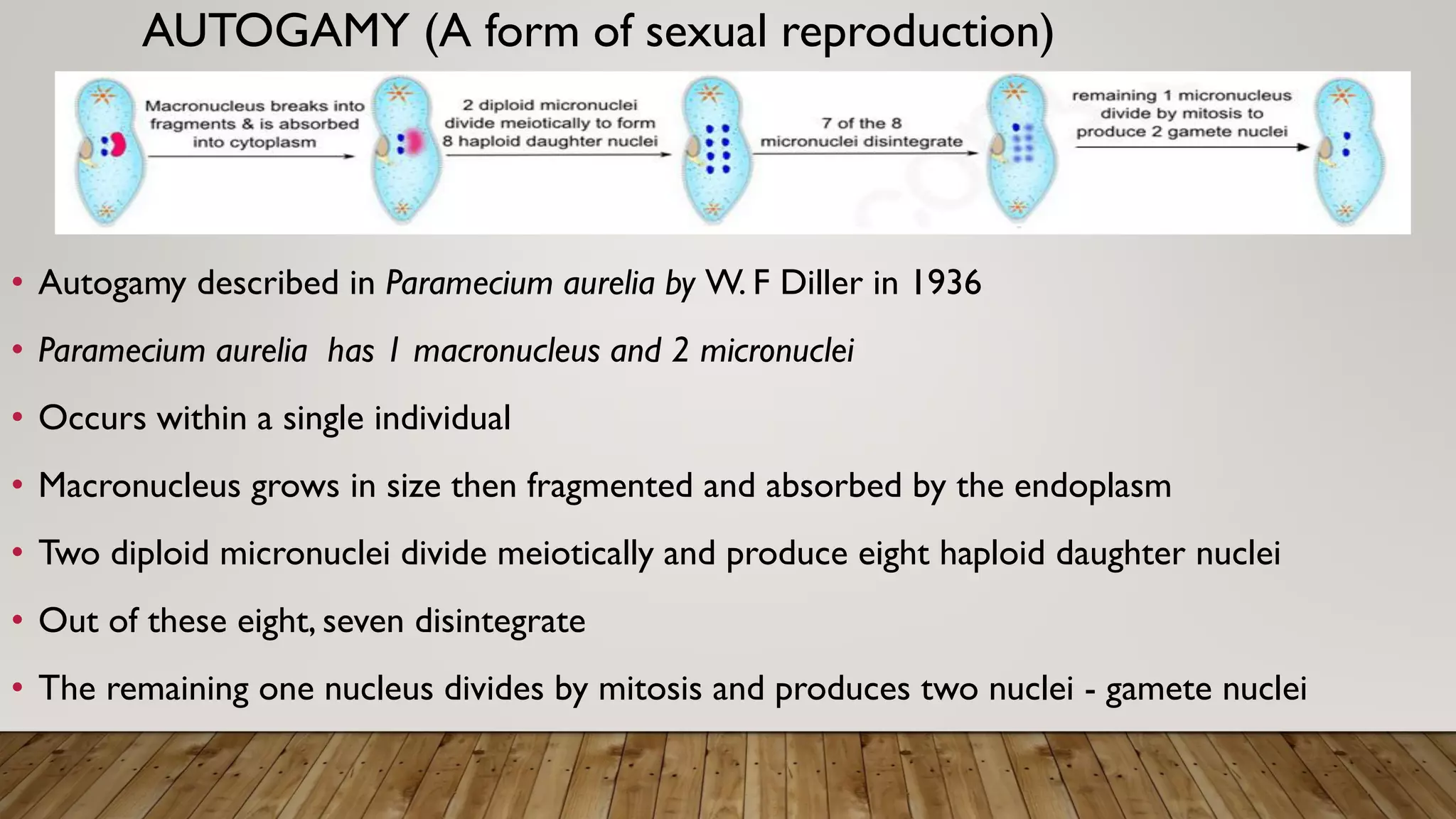 Reproduction in paramecium | PDF