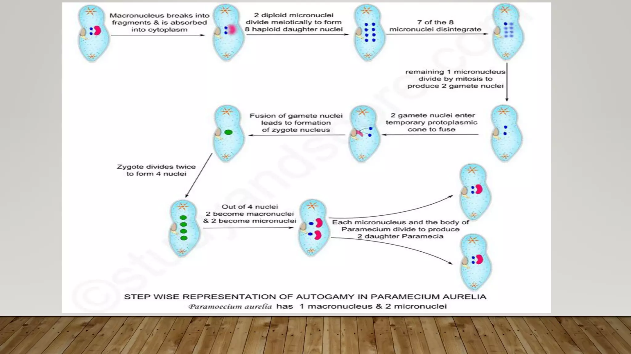 Reproduction in paramecium | PDF