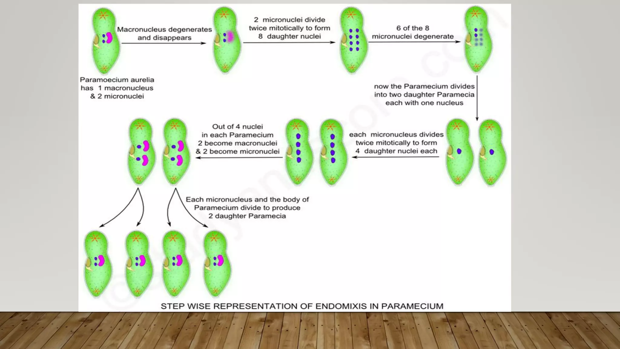 Reproduction in paramecium | PDF