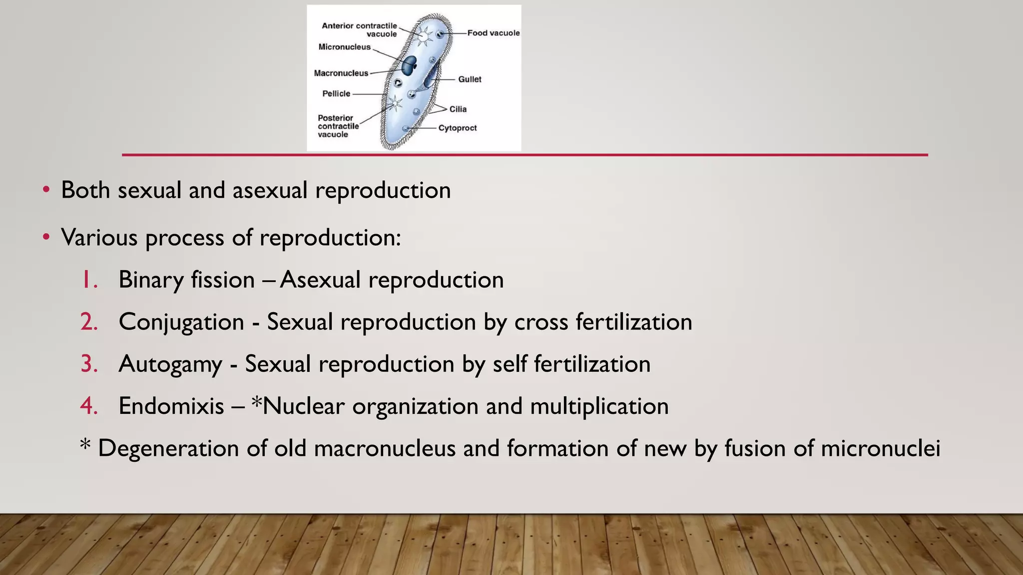 Reproduction in paramecium | PDF