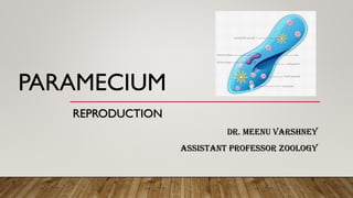 Reproduction in paramecium | PDF
