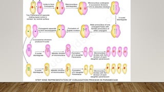 Reproduction in paramecium | PDF