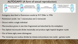 Reproduction in paramecium | PDF