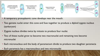 Reproduction in paramecium | PDF