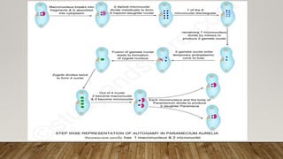 Reproduction in paramecium | PDF