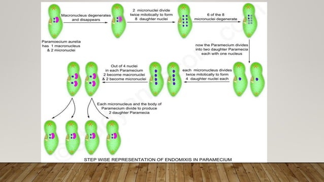 Reproduction in paramecium | PDF