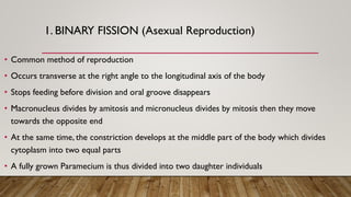 Reproduction in paramecium | PDF