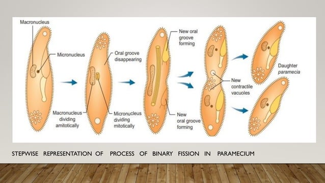 Reproduction in paramecium | PDF