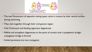 Reproduction in paramecium | PDF