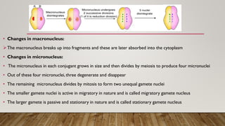 Reproduction in paramecium | PDF