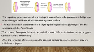 Reproduction in paramecium | PDF
