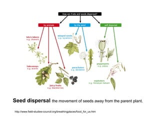 Reproduction in plants | PPT