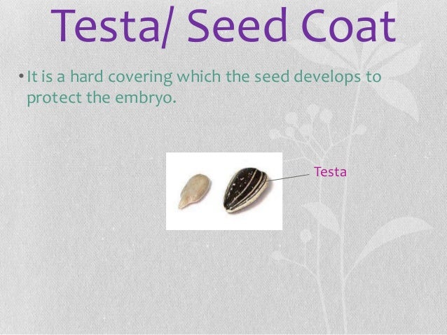 Reproduction in plants, biology, IG