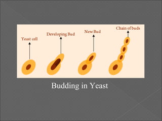 Reproduction in plants: A Short Description | PPT