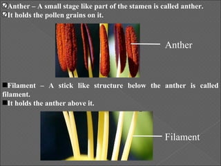 Reproduction in plants: A Short Description | PPT