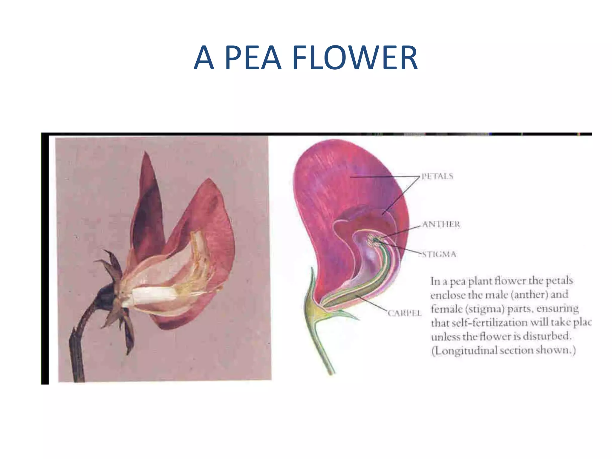 Reproduction in plants | PPTX