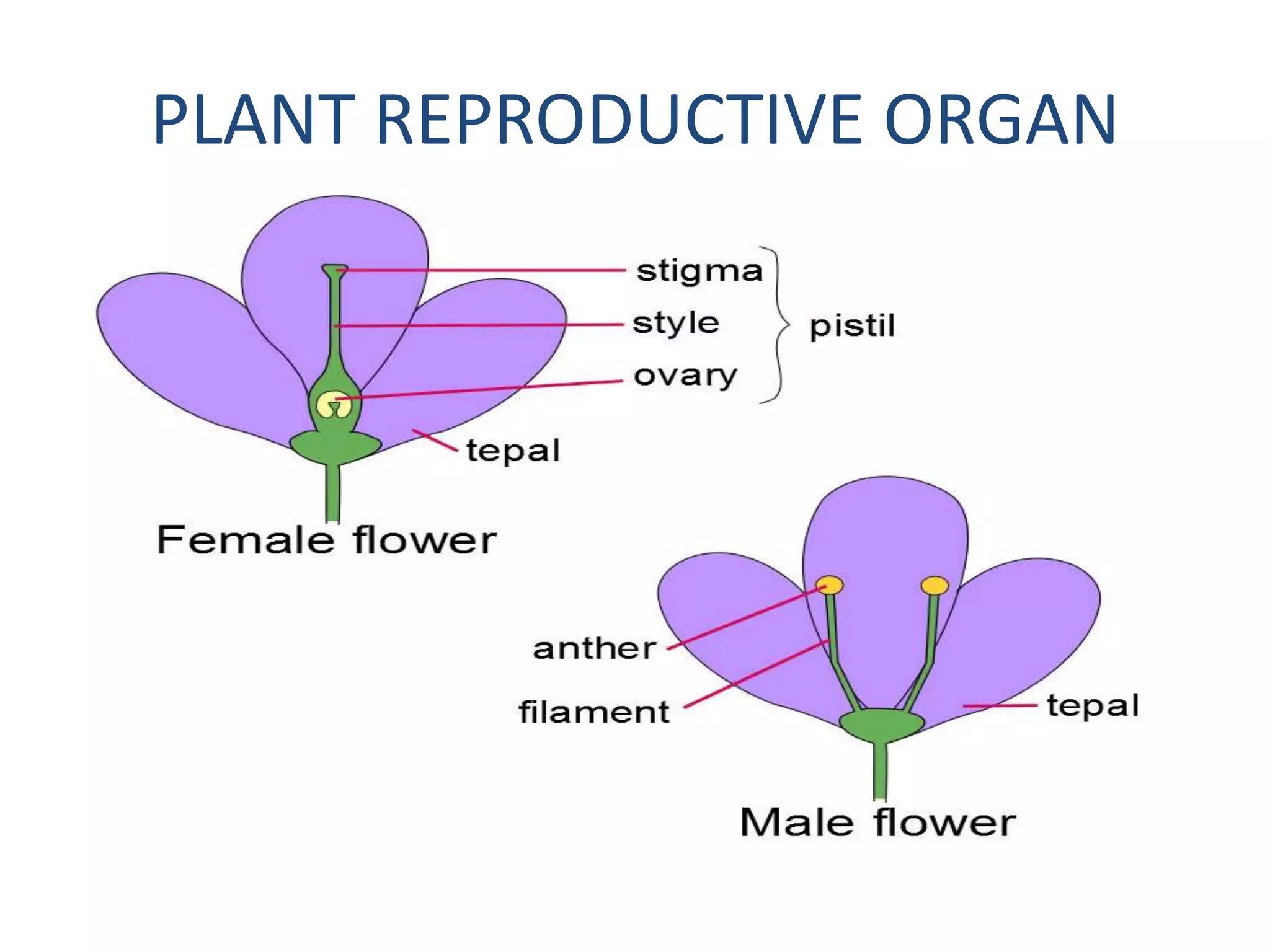 Reproduction in plants | PPTX