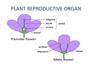 Reproduction in plants | PPTX | Gardening | Home & Garden