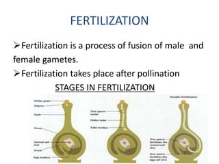 Reproduction in plants | PPTX | Gardening | Home & Garden
