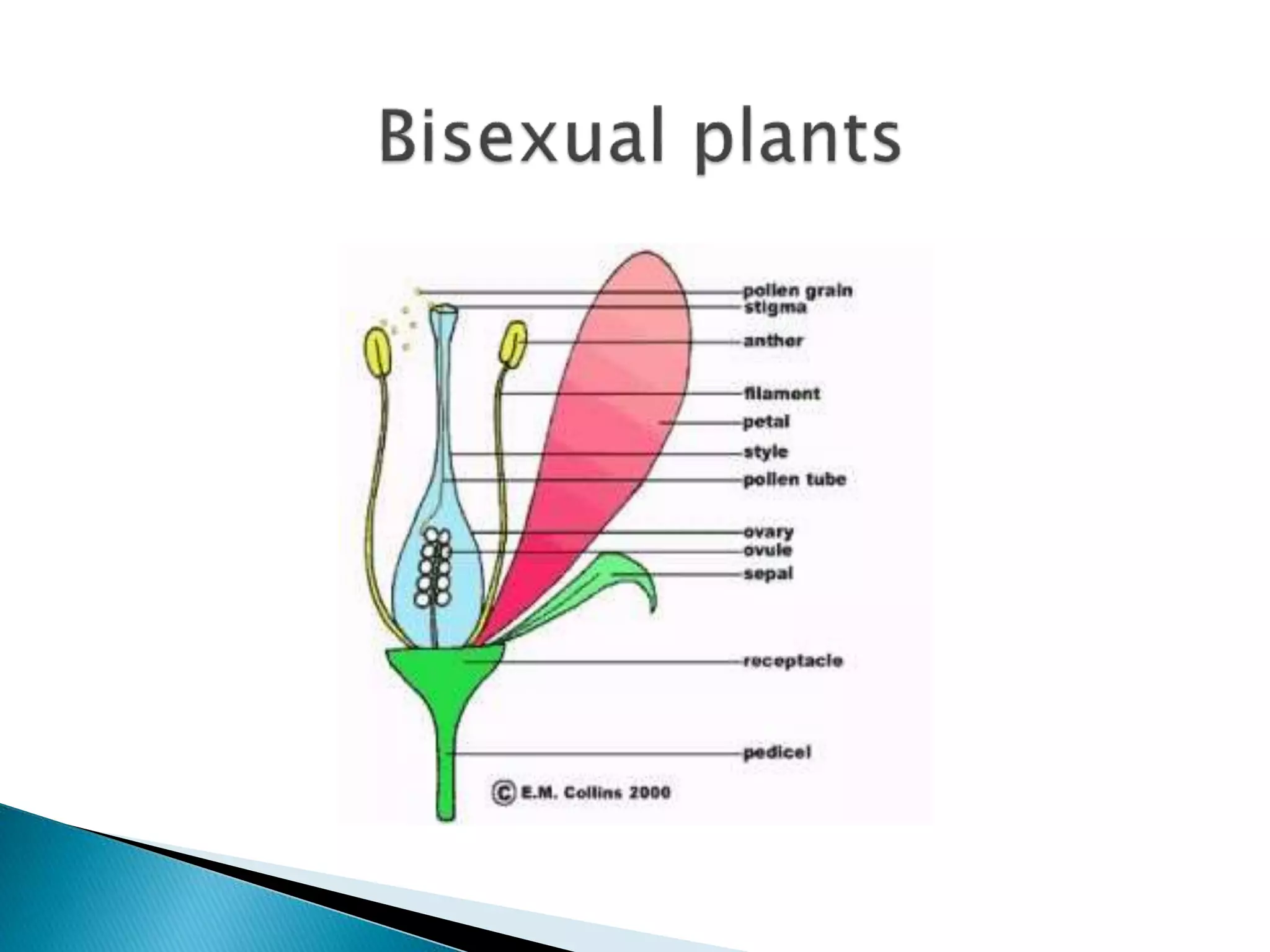 Reproduction in plants | PPTX