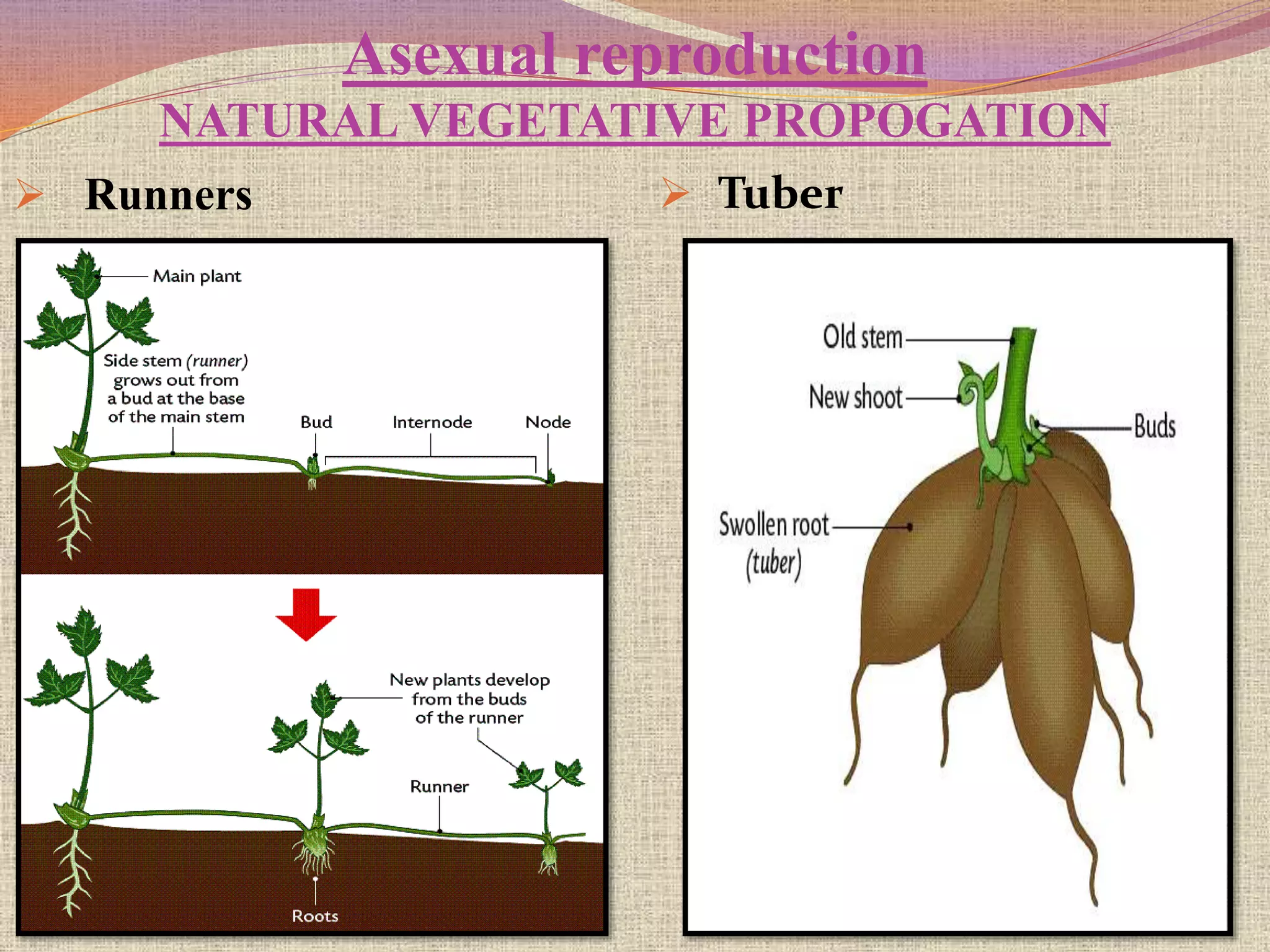 Reproduction in plants | PPTX