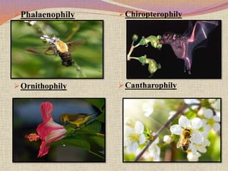 Reproduction in plants | PPTX