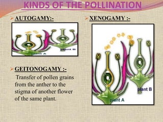 Reproduction in plants | PPTX