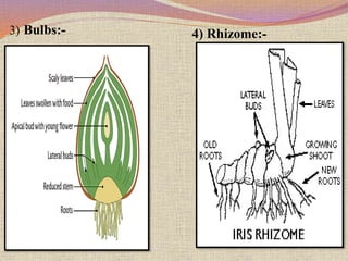 Reproduction in plants | PPTX