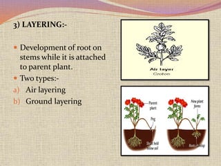 Reproduction in plants | PPTX