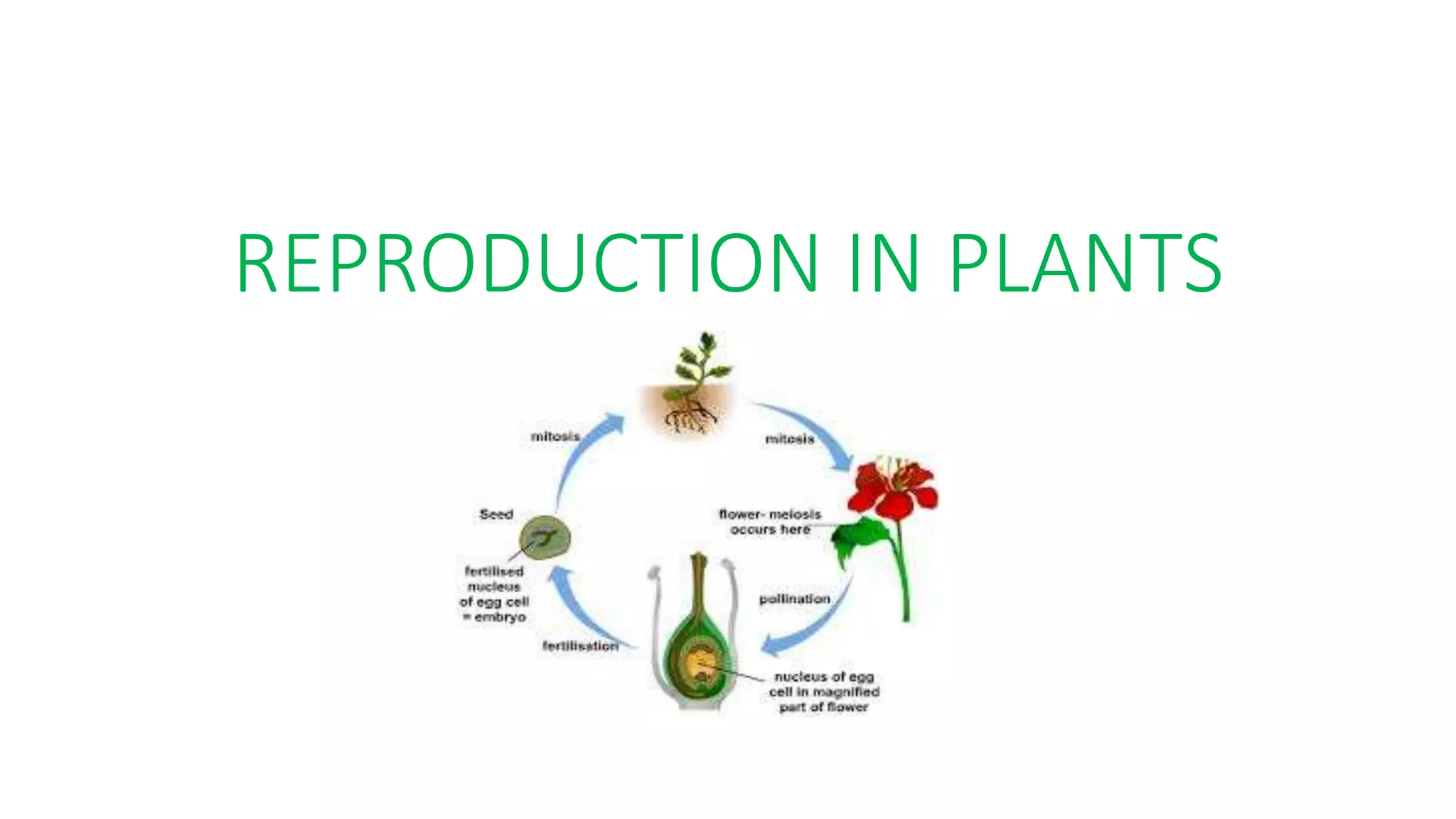 Reproduction in plants | PPTX