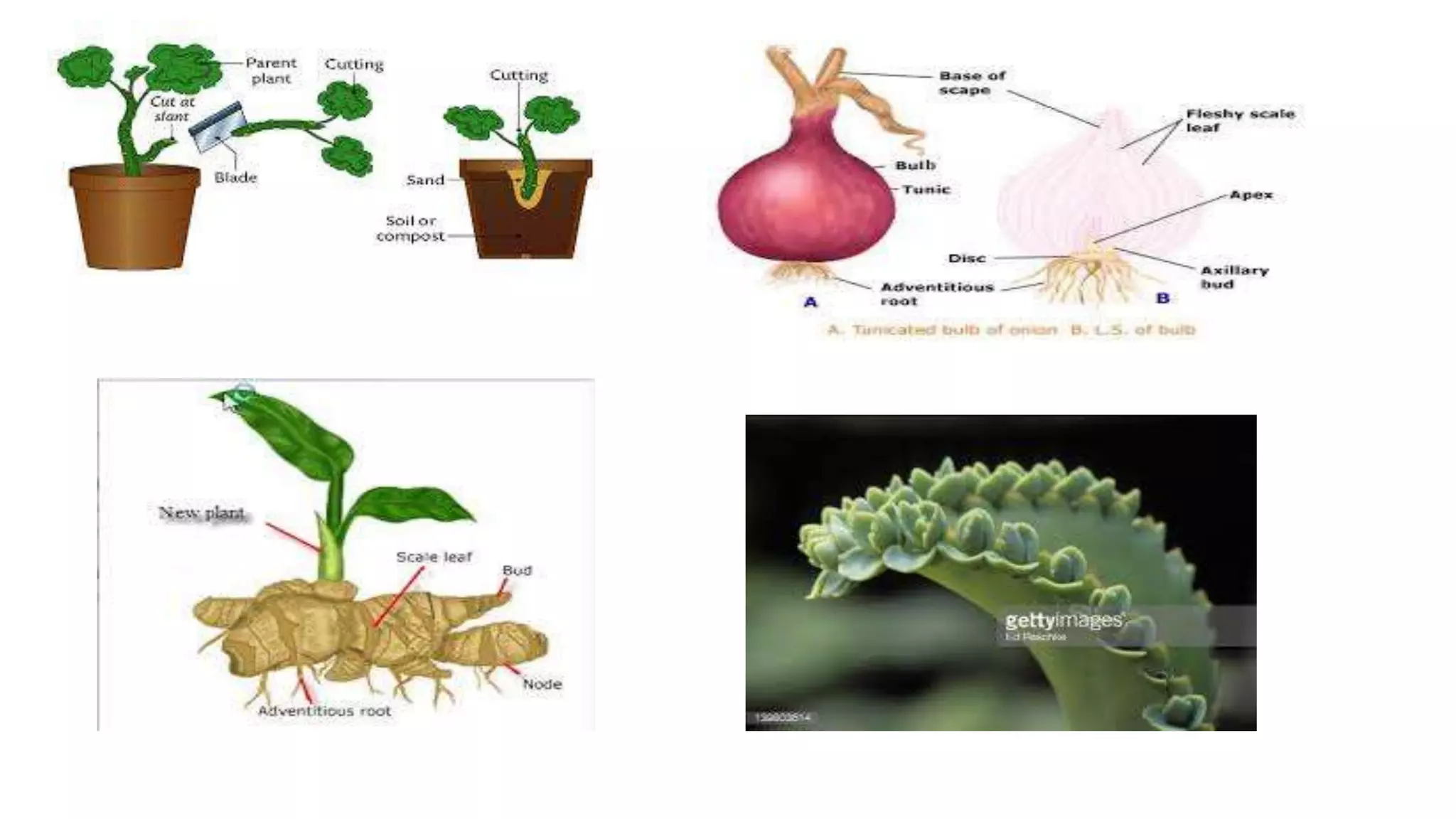Reproduction in plants | PPTX | Gardening | Home & Garden