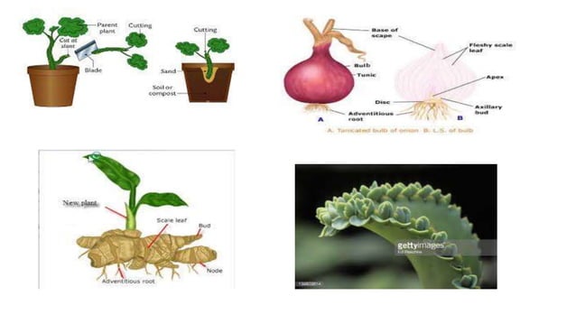 Reproduction in plants | PPTX | Gardening | Home & Garden