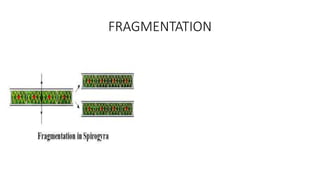 Reproduction in plants | PPTX | Gardening | Home & Garden