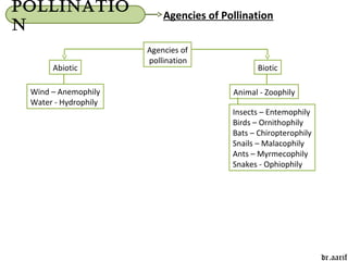 Flowchart Of Pollination Fertilization And Seed Development