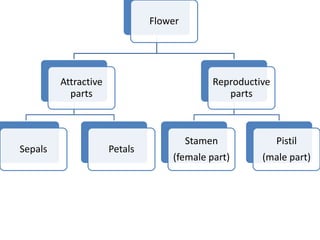 Reproduction in plants | PPTX