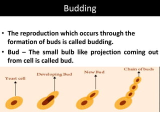 Reproduction in plants | PPTX