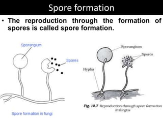 Reproduction in plants | PPTX