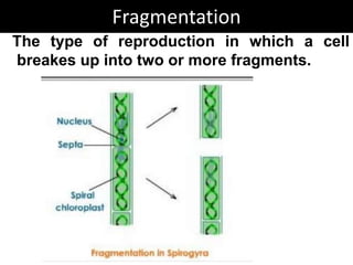 Reproduction in plants | PPTX