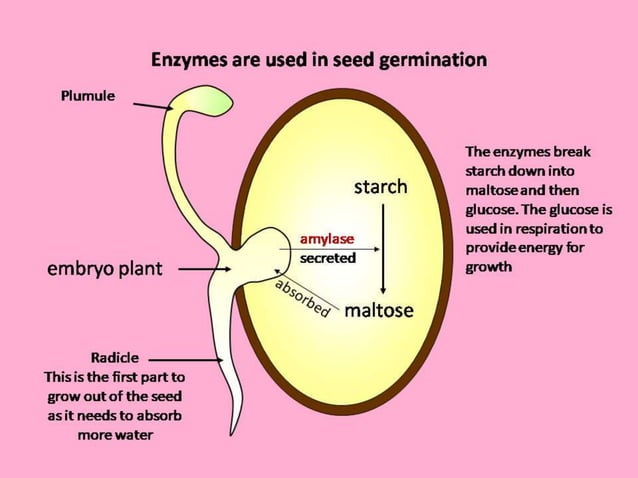 Reproduction In Plants Ppt