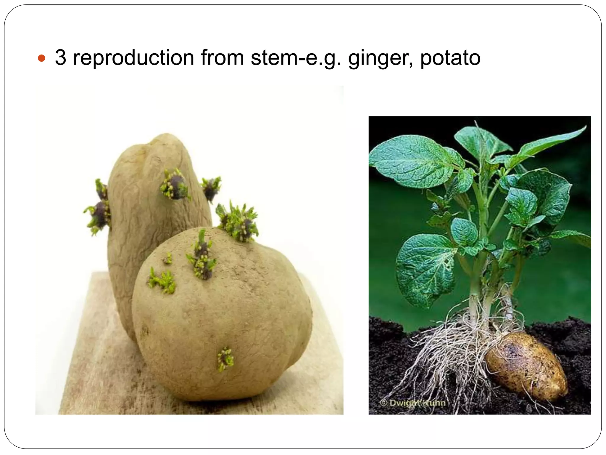 Reproduction in plants | PPTX