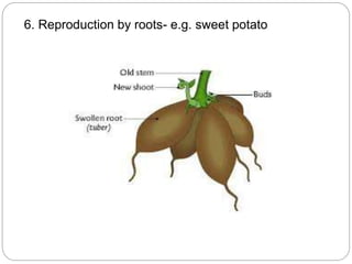Reproduction in plants | PPTX