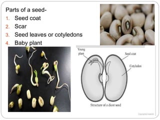 Reproduction in plants | PPTX