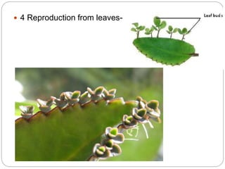 Reproduction in plants | PPTX