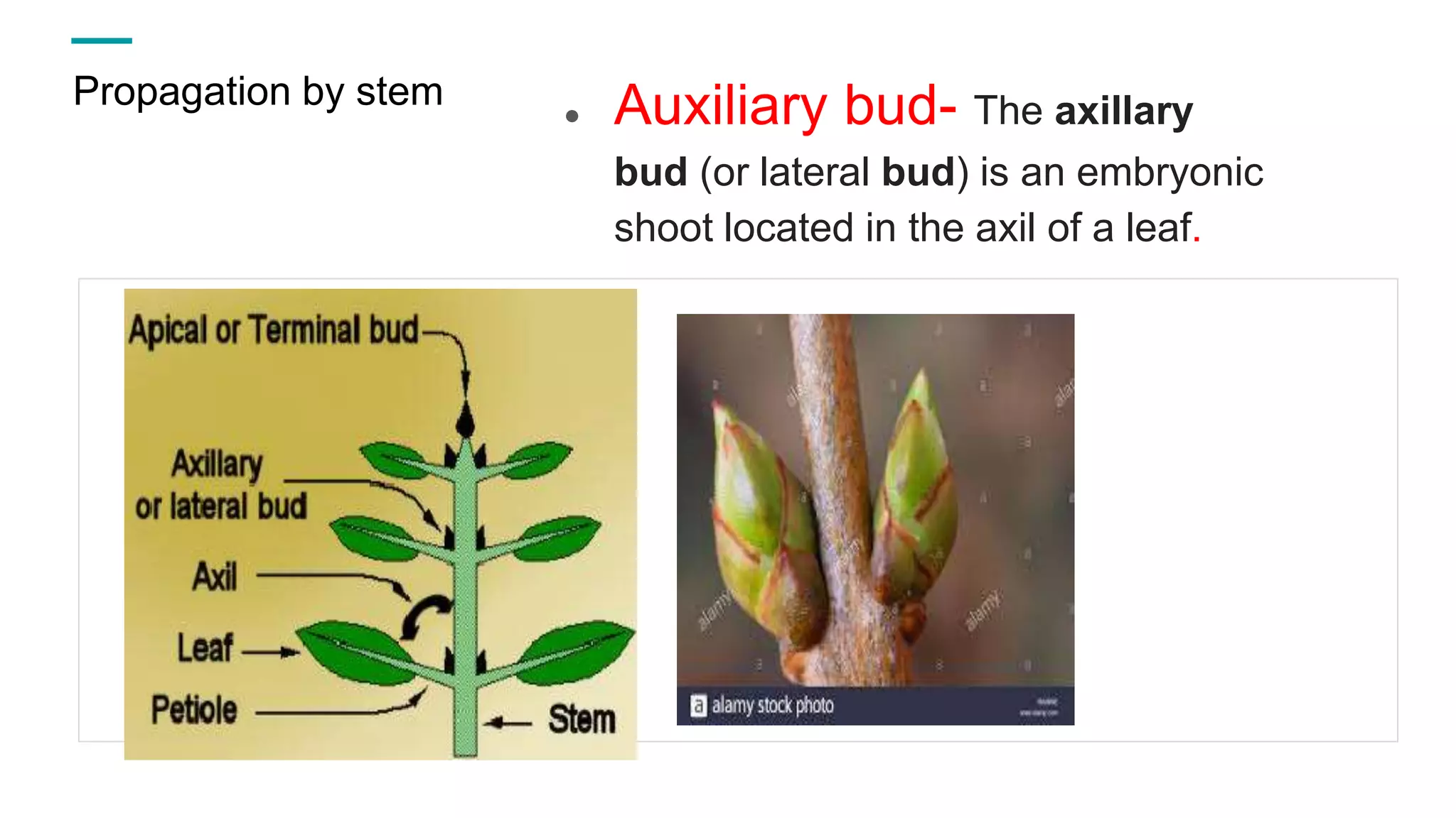 Reproduction in plants | PPTX