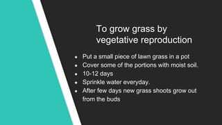 Reproduction in plants | PPTX